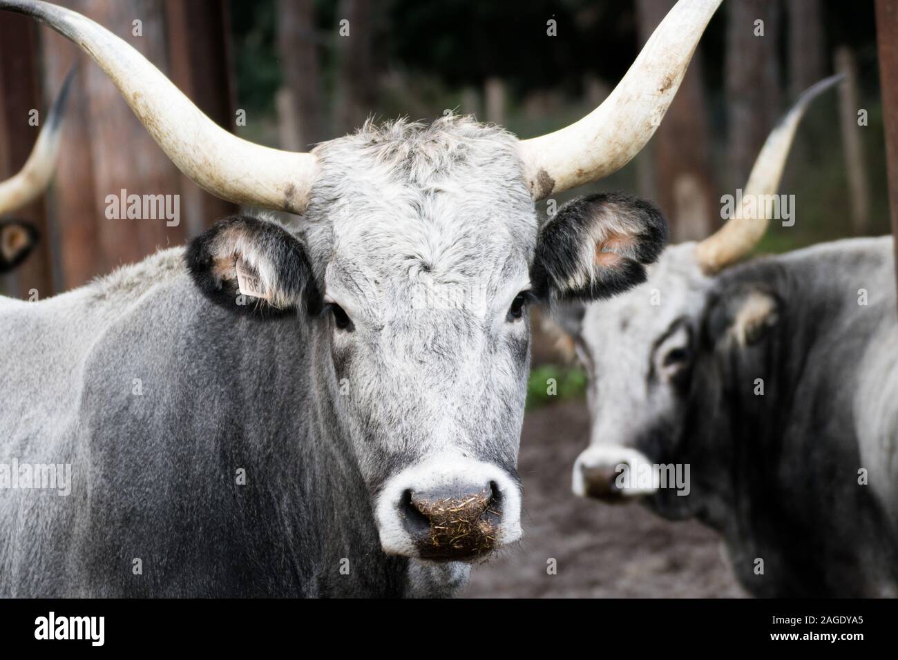 Straight Horned Cattle High Resolution Stock Photography and Images - Alamy