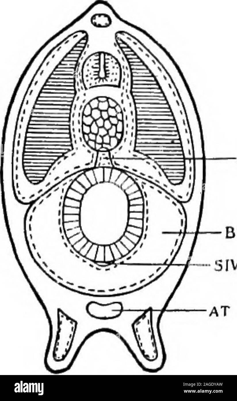 . Outlines of zoology. by a membrane called the velum,and is fringed by ...