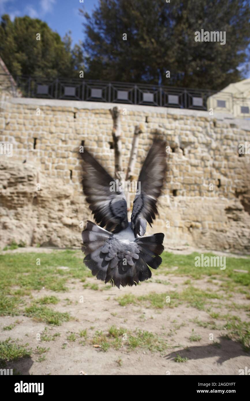 Closeup of a flying buzzard in the air surrounded by walls and greenery ...