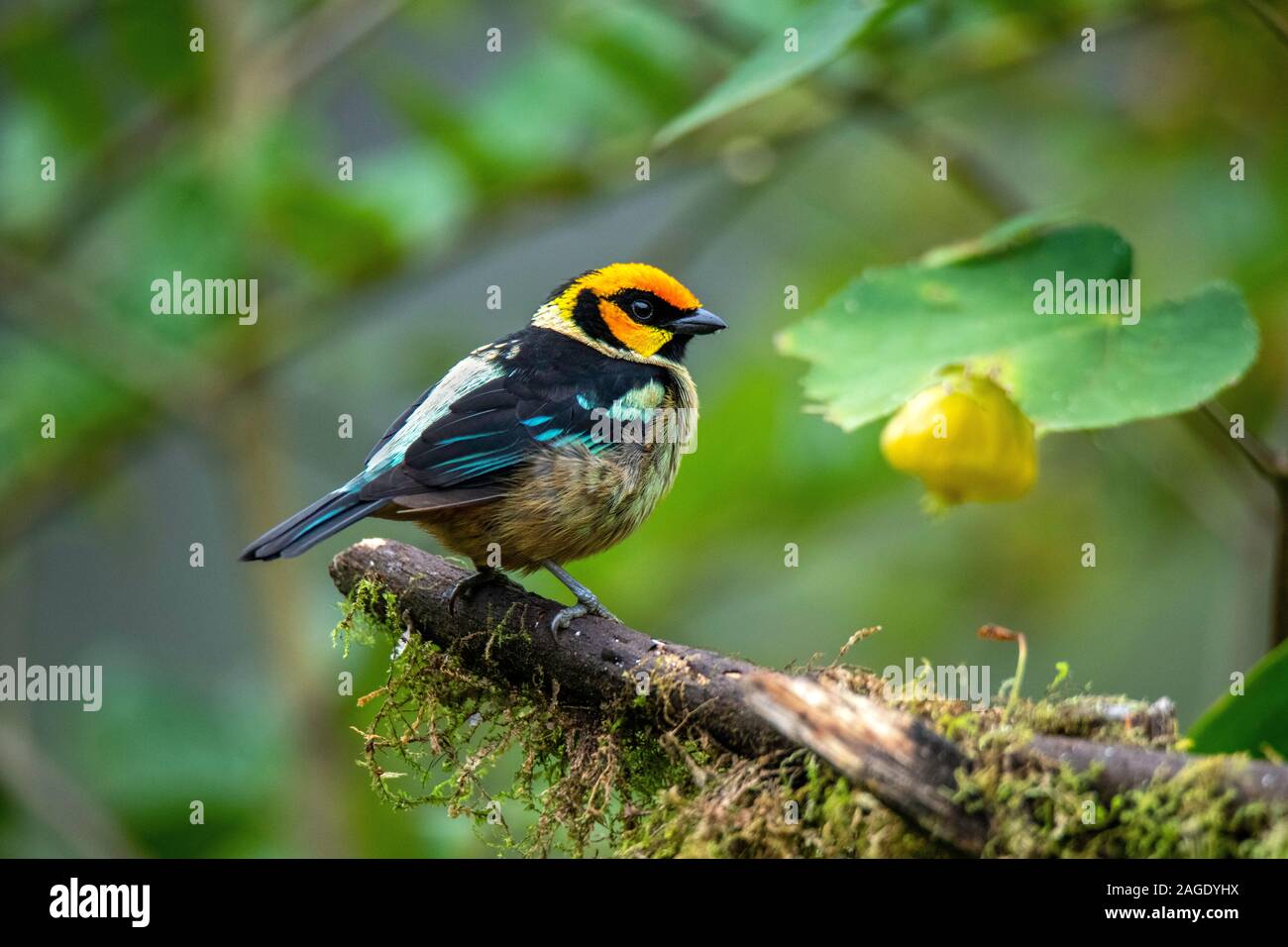 Flame-faced Tanager Tangara parzudakii Tandayapa, Ecuador 8 December ...