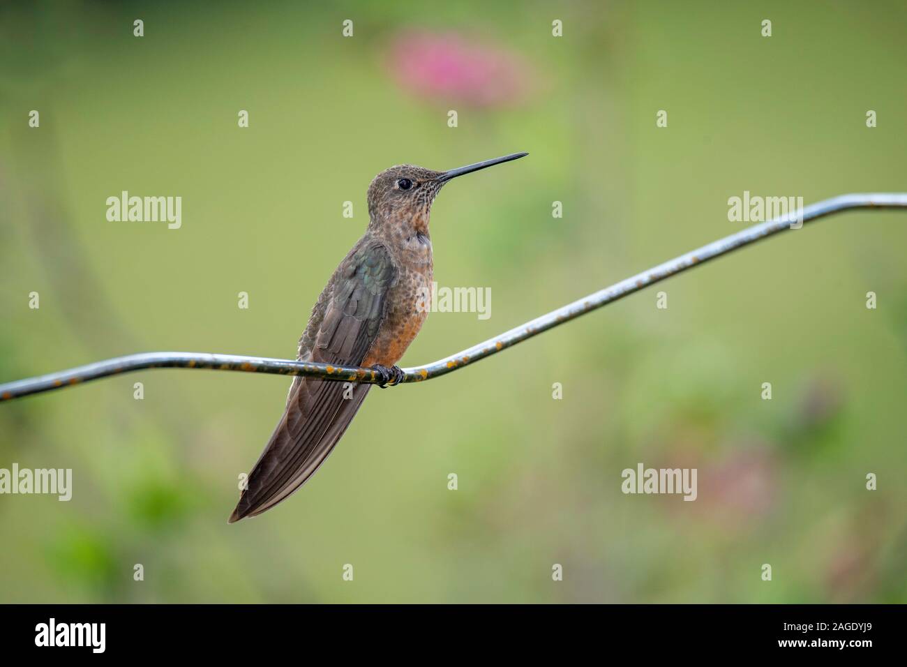 Giant Hummingbird Patagona gigas Antisana Volcano, Ecuador 3 December ...