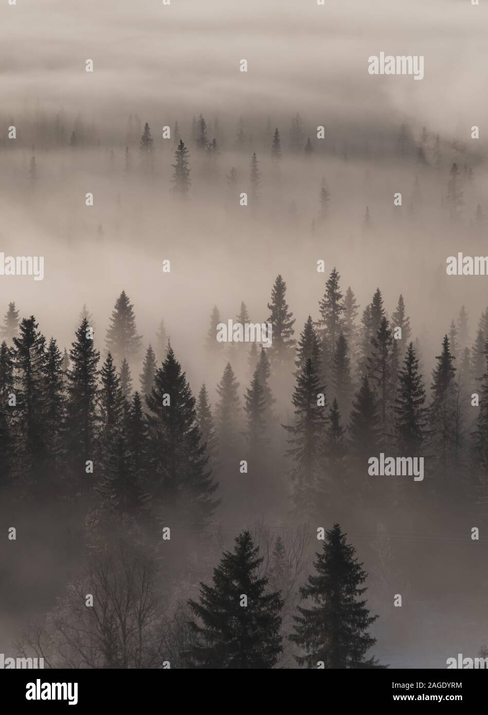 Cool Forest Backgrounds
