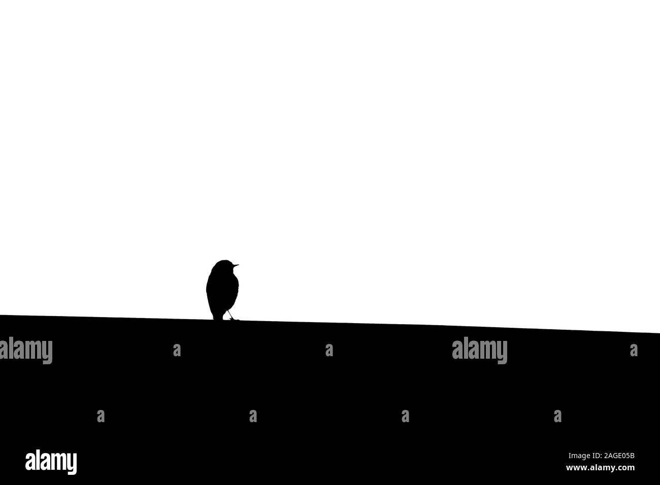 Silhouette of a bird sitting on a black surface on white background ...