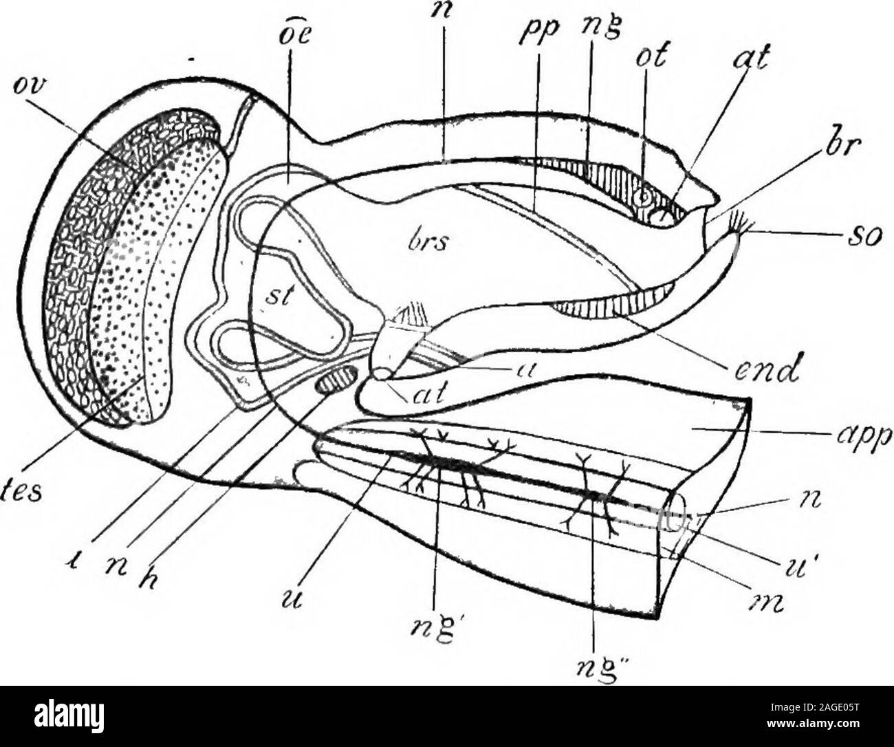 . Outlines of zoology. ycorrespond to the similar invaginations in the ...