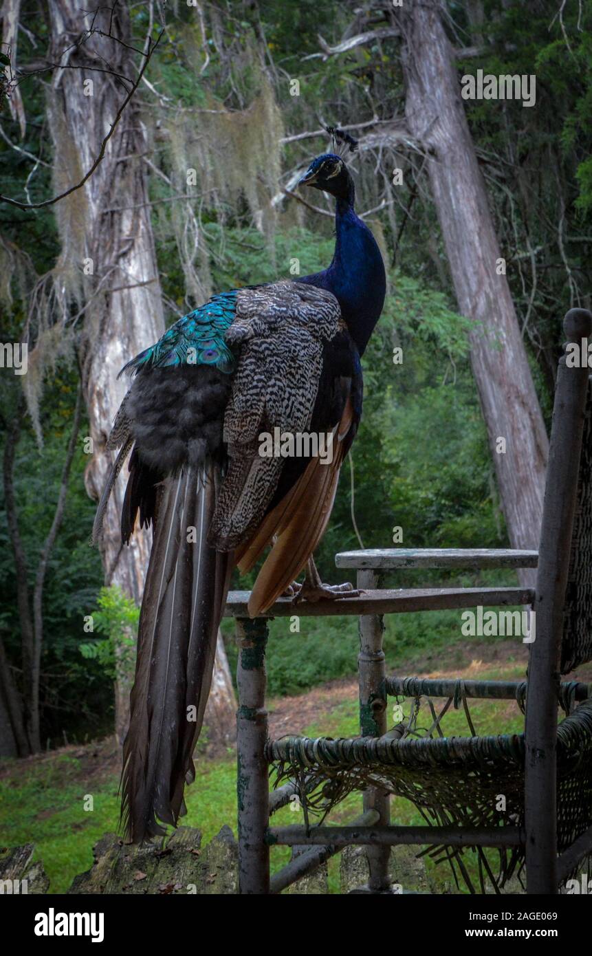 Peacock chair hi-res stock photography and images - Alamy