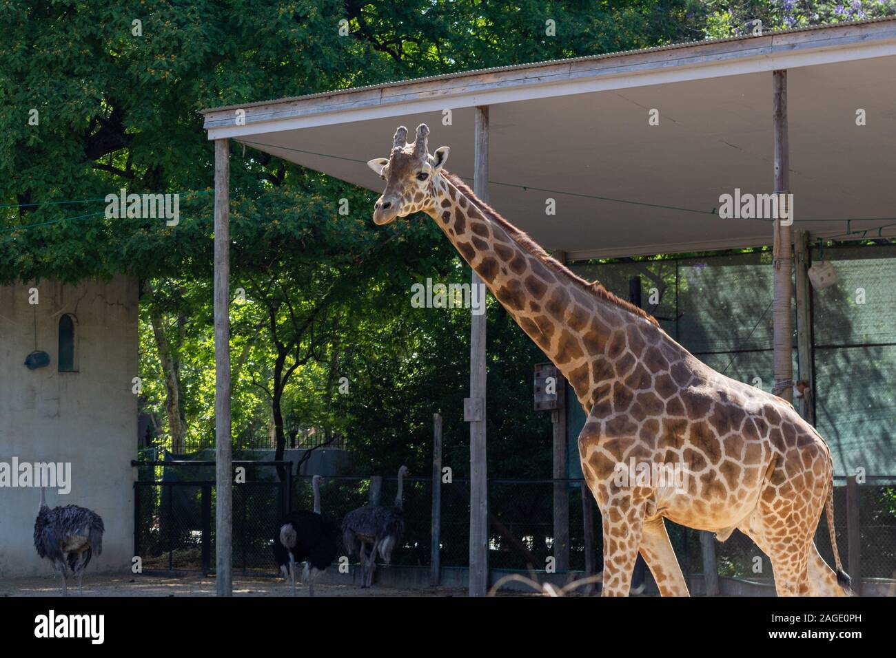 Cute giraffe standing inside the fencing in the zoo Stock Photo - Alamy