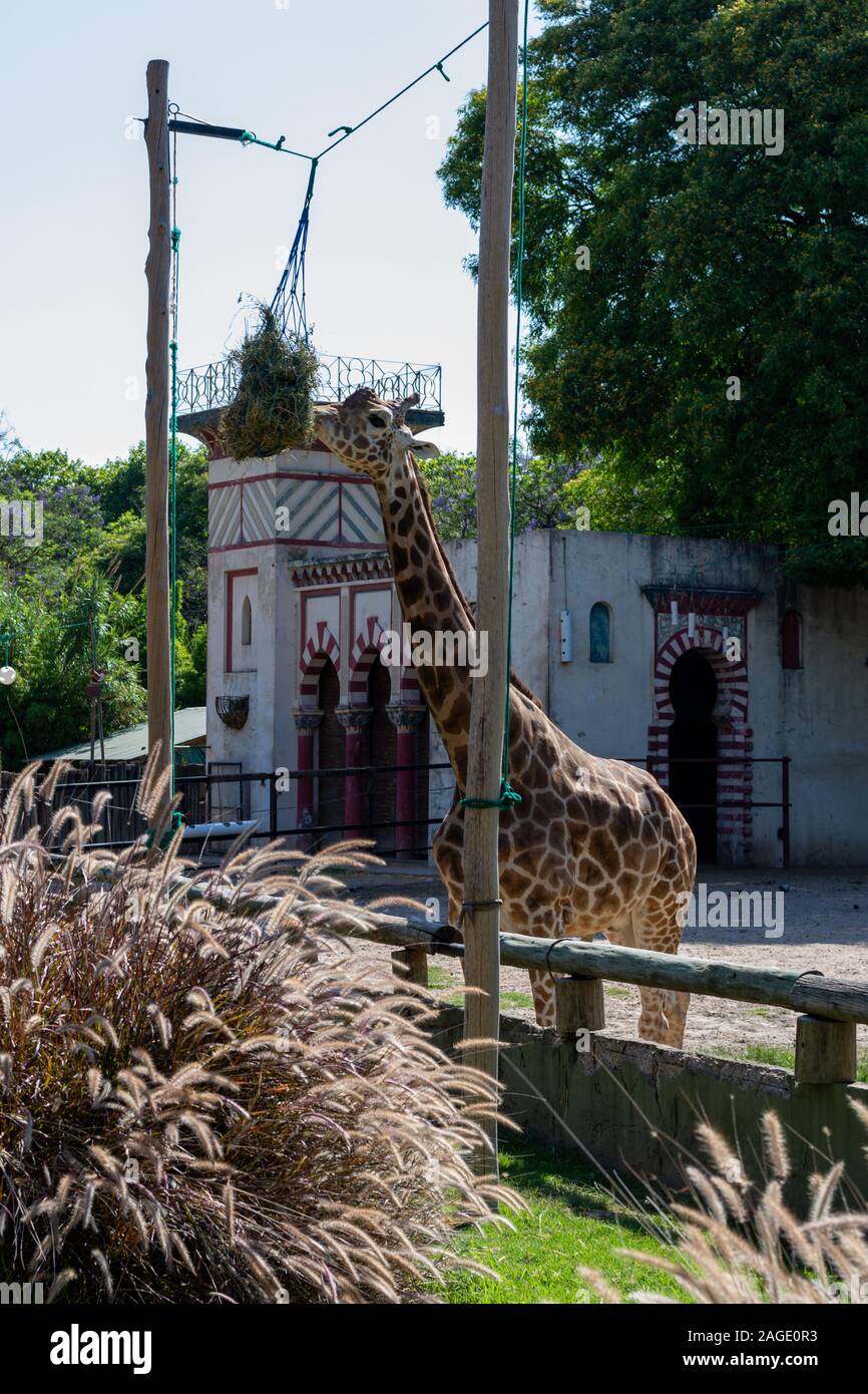 Vertical shot of a cute giraffe standing inside the fencing in the zoo ...