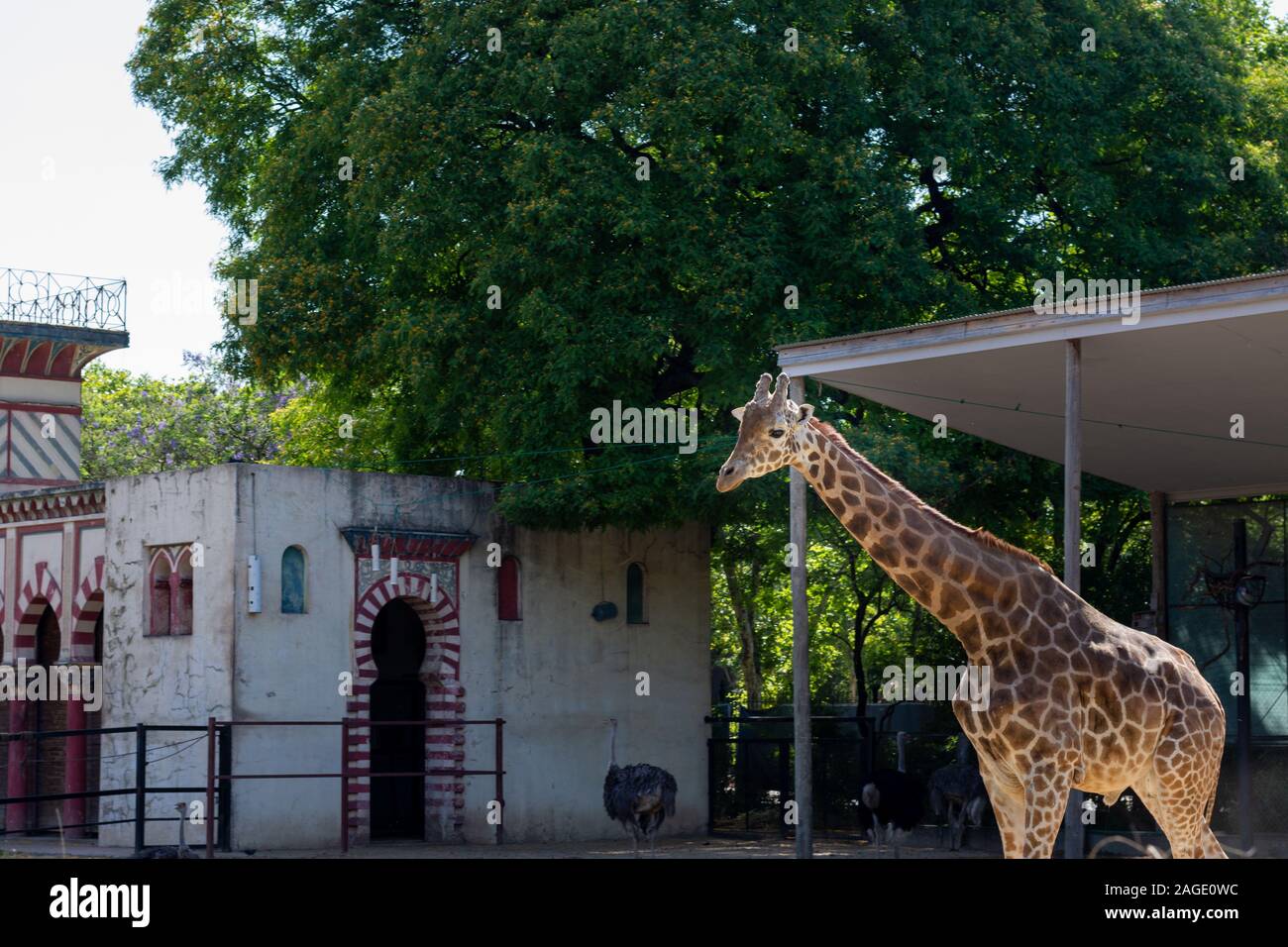 Cute giraffe standing inside the fencing in the zoo Stock Photo - Alamy