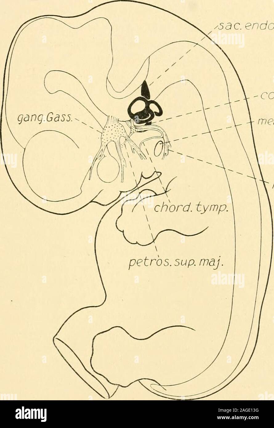 Mesodermal High Resolution Stock Photography and Images - Alamy