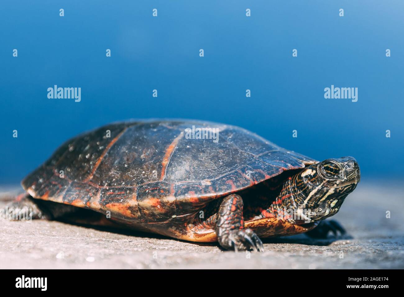 Painted turtle on a rock with a blurred blue background Stock Photo - Alamy