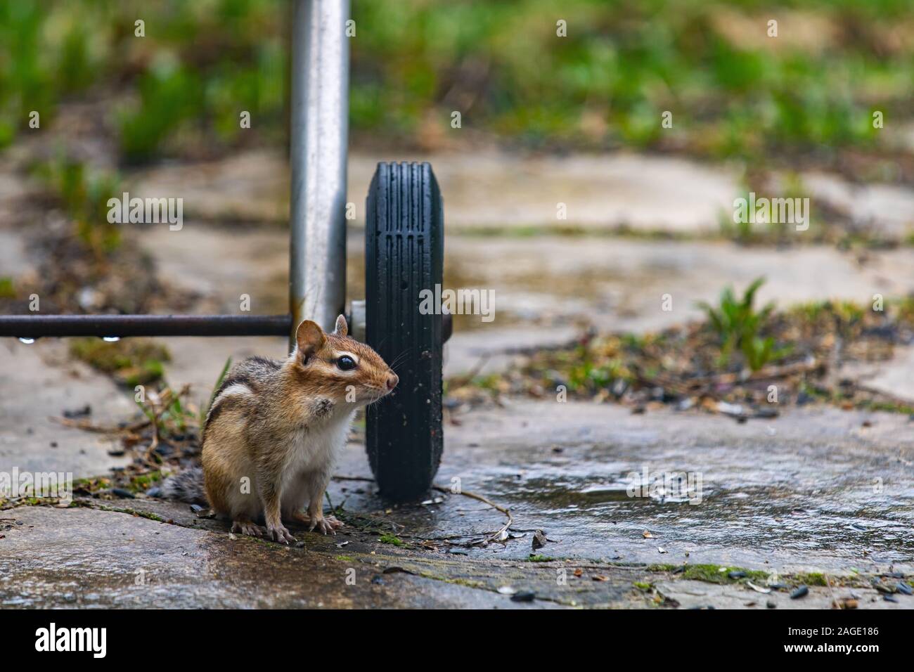Squirrel wheel hi-res stock photography and images - Alamy