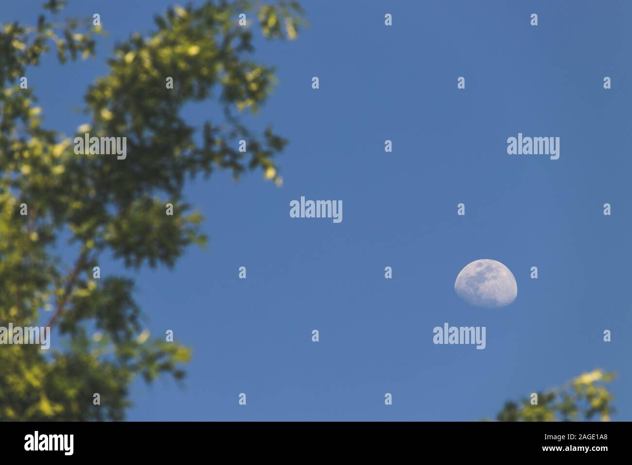 Beautiful scenery of the moon with green trees in the blurred ...
