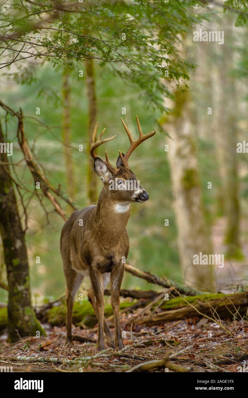 Vertical shot of a beautiful deer standing in the forest with blurred ...