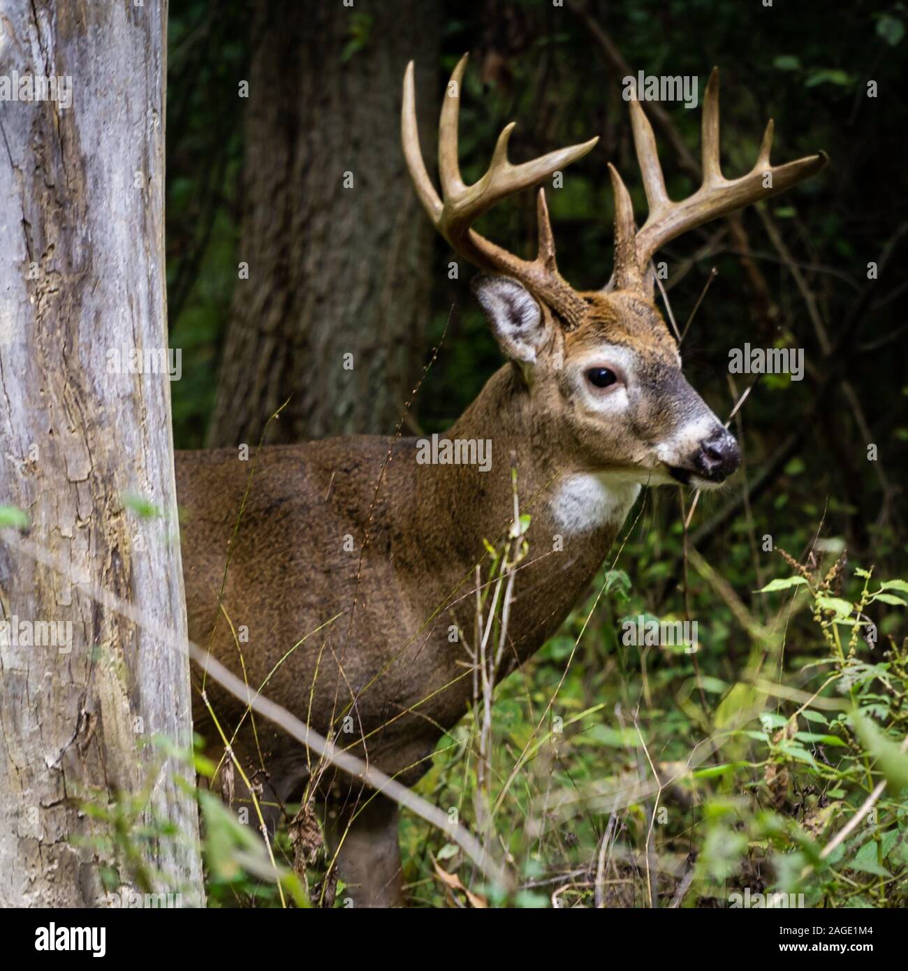 Brown elk in the forest with a blurred background Stock Photo - Alamy