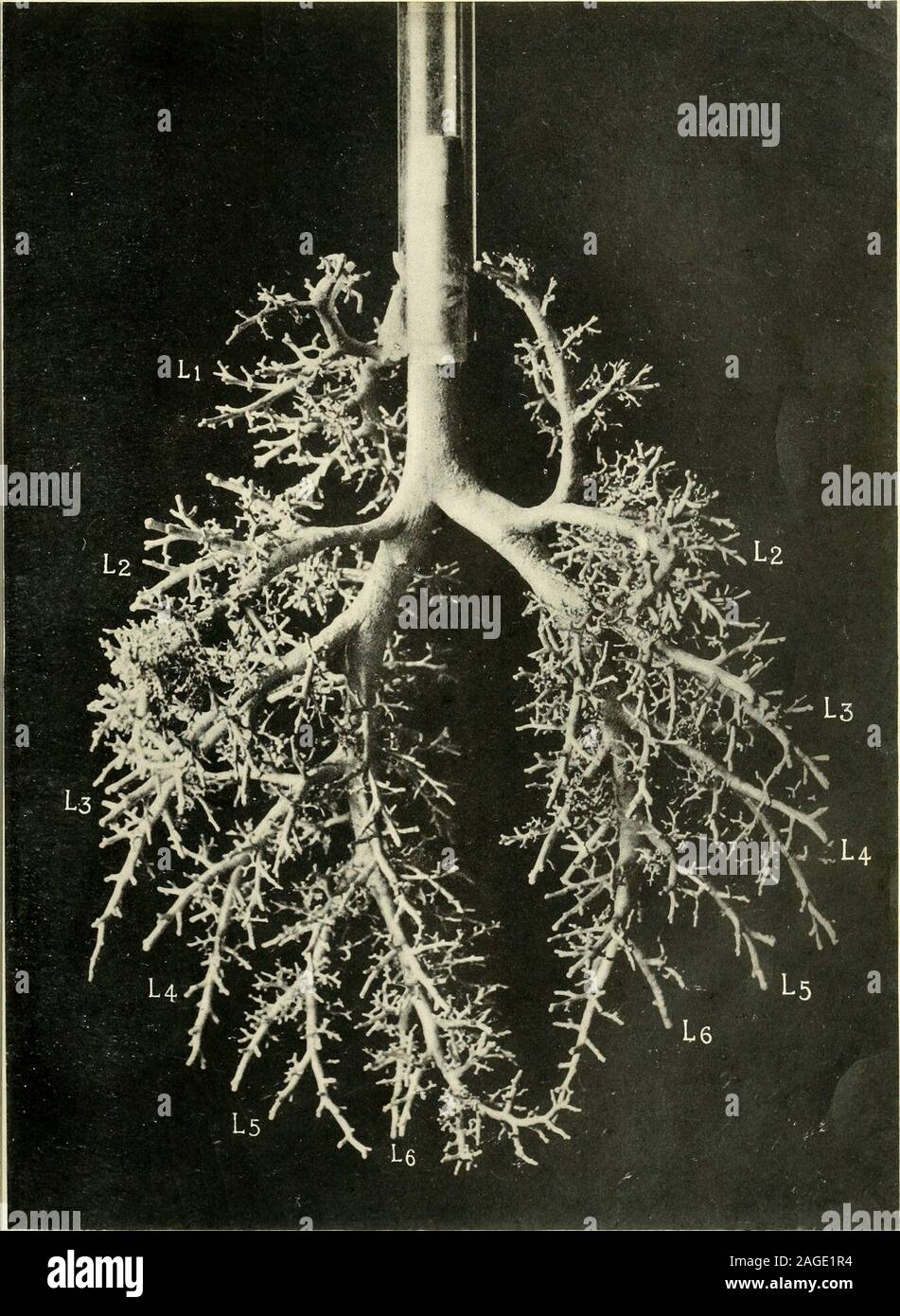 . The American journal of anatomy. Fig. 25. ON THE DEVELOPMENT OF THE ...