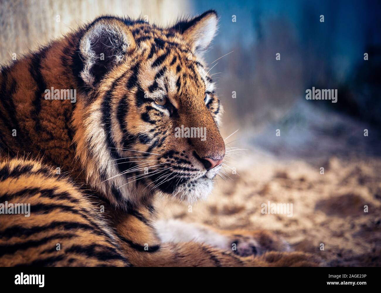 Young tiger lies on a sandy ground Stock Photo - Alamy