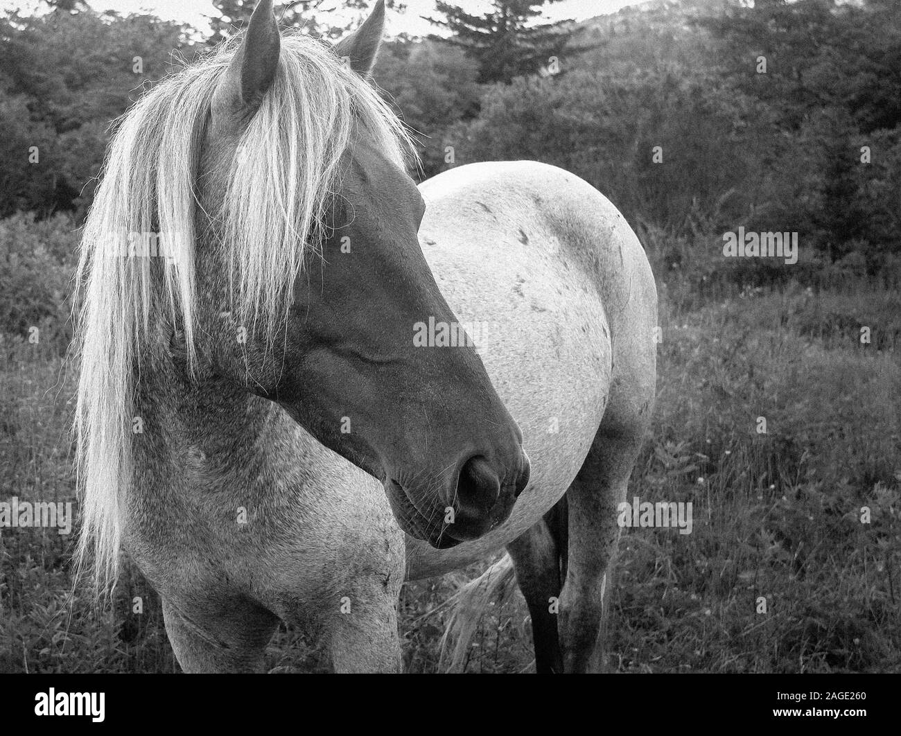 Magnificent black stallion hi-res stock photography and images - Alamy