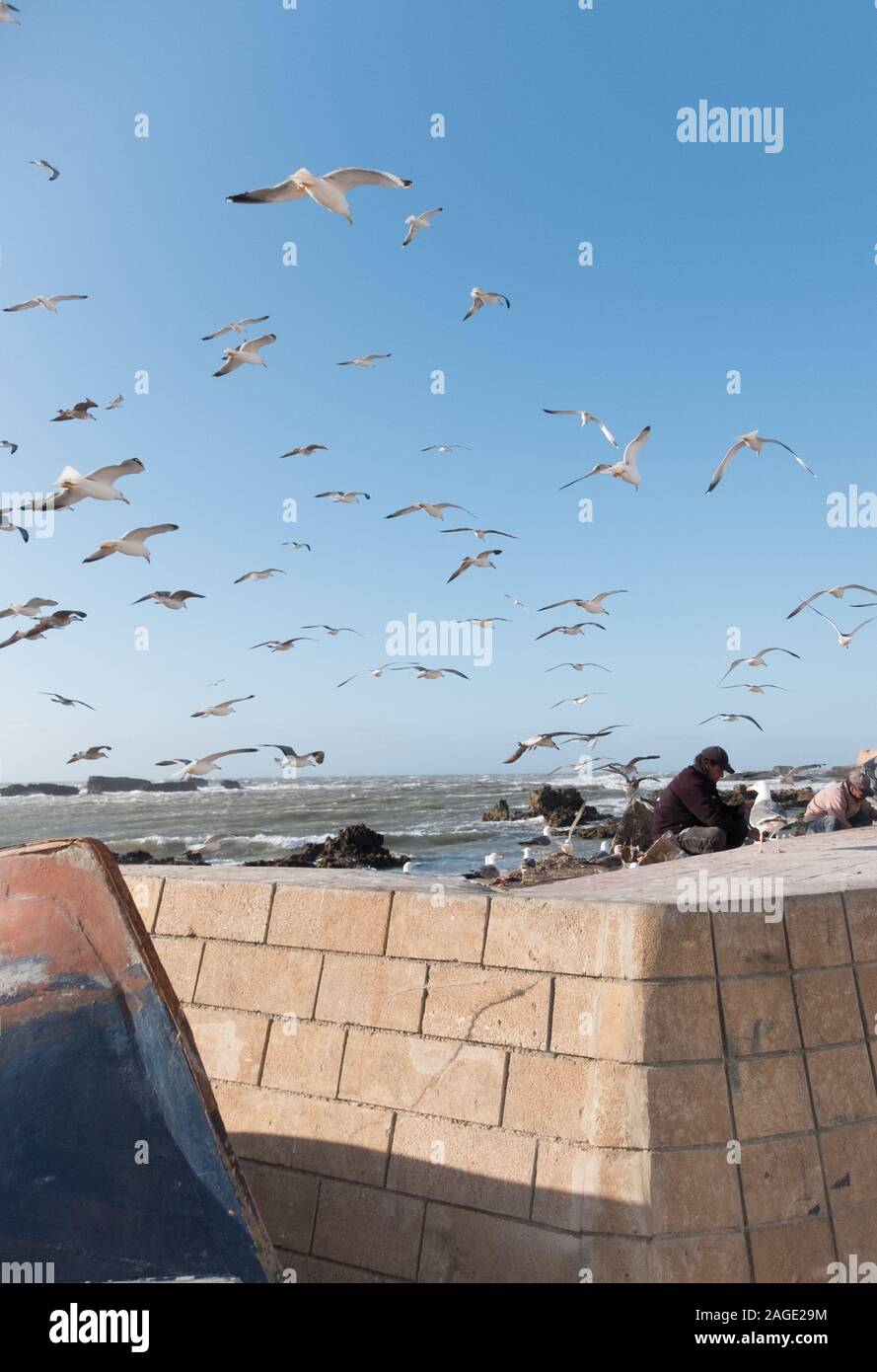 Birds in Morocco Stock Photo - Alamy
