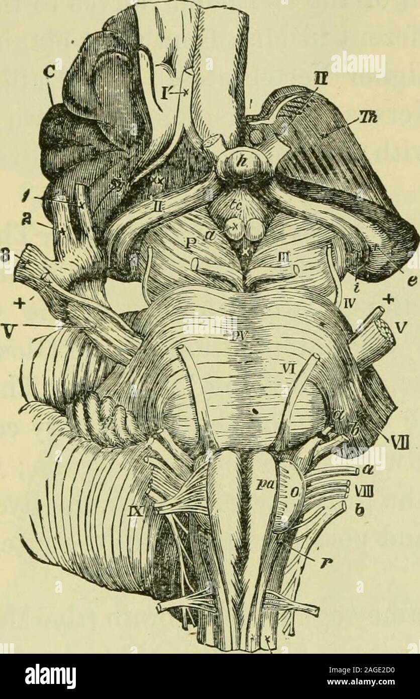 Posterior view of the brain hi-res stock photography and images - Alamy