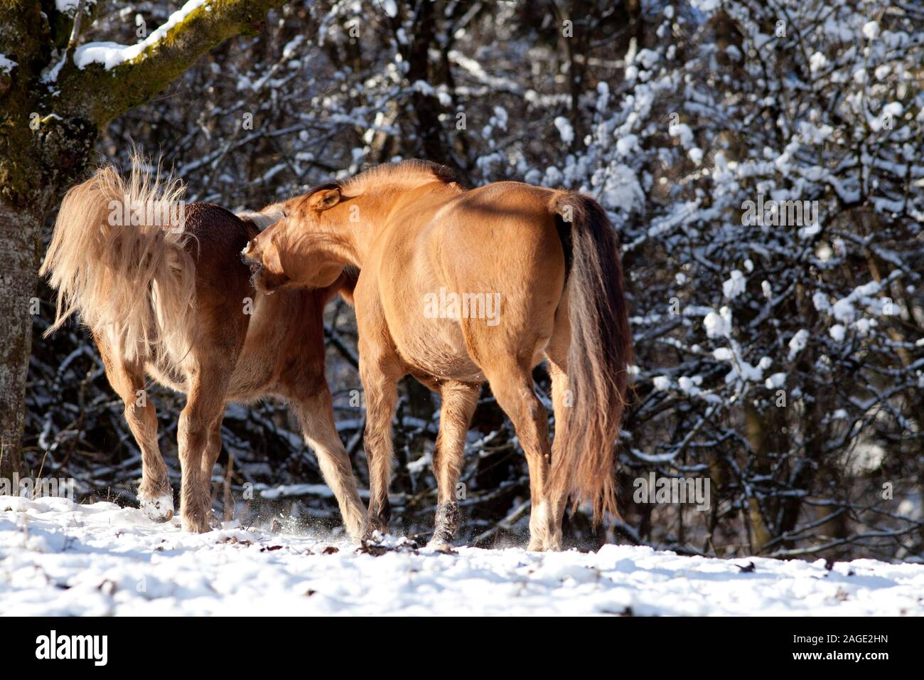 Biting stallion hi-res stock photography and images - Alamy