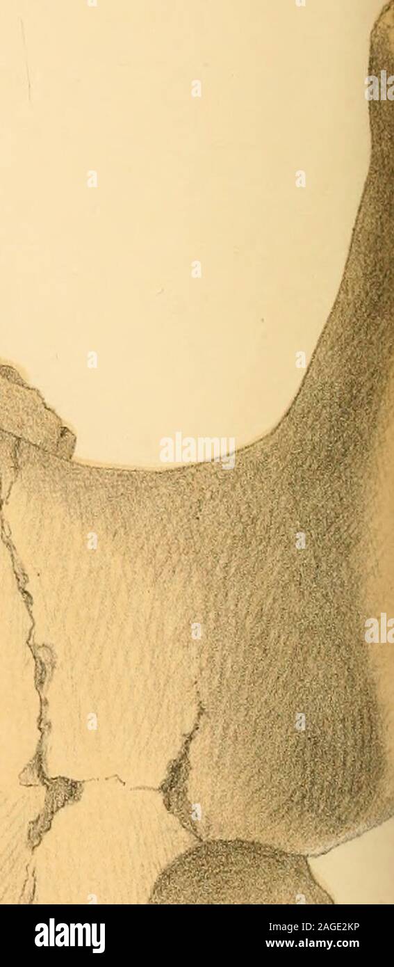 . Halitherium schinzi, die fossile Sirene des Mainzer Beckens. Eine ...