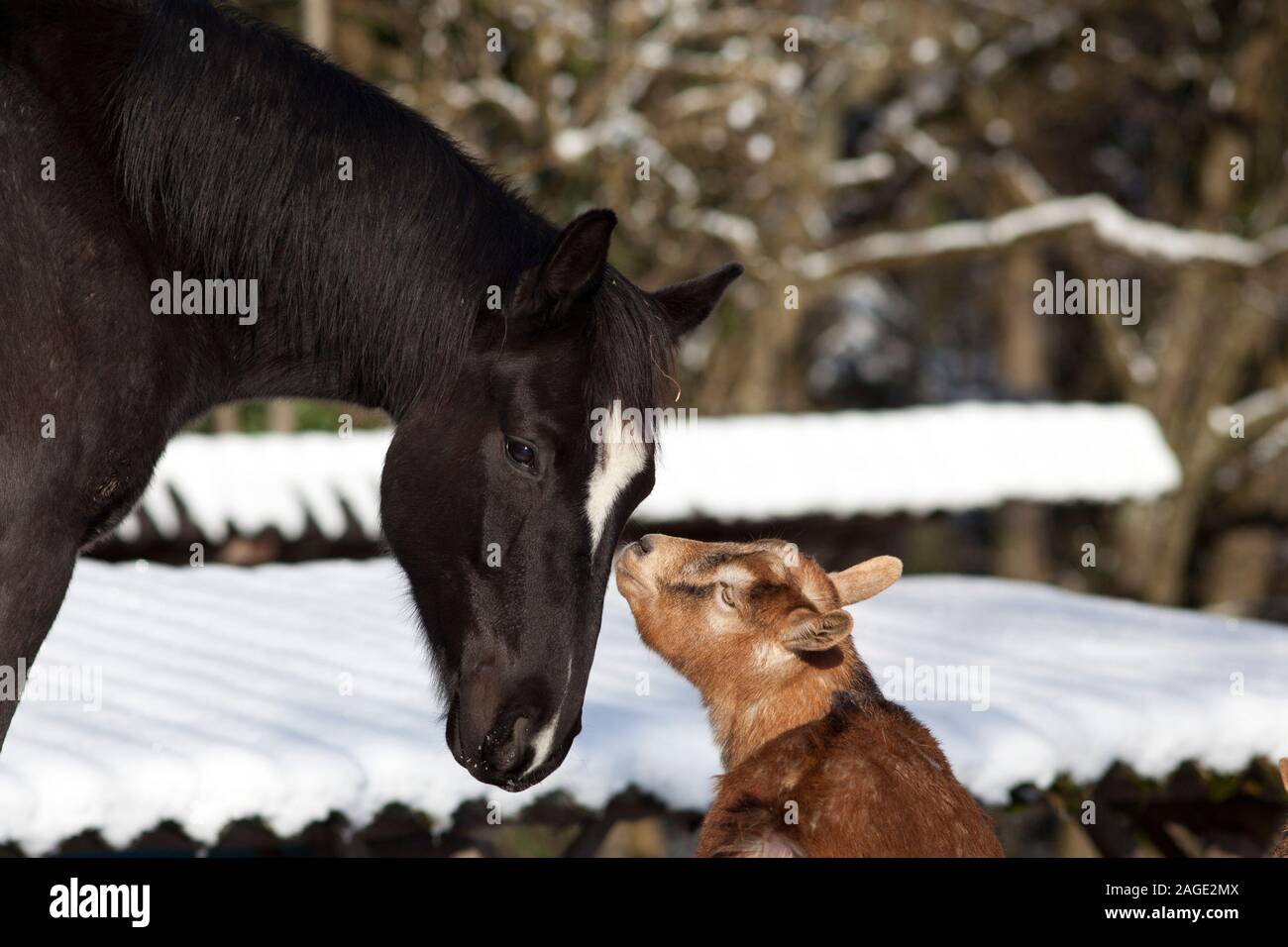 Horse and goat together - animal friendship Stock Photo - Alamy