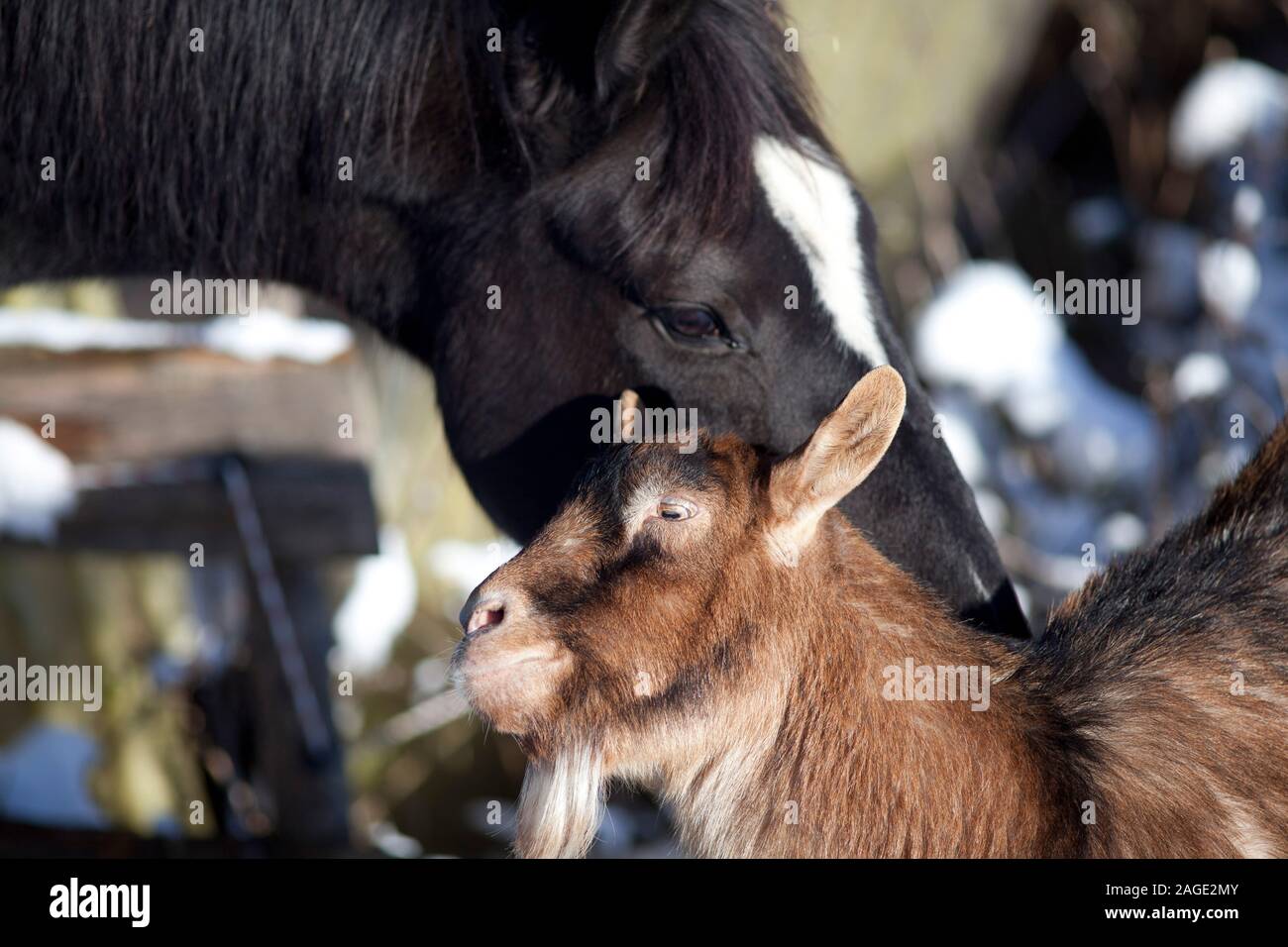 Horse and goat together - animal friendship Stock Photo - Alamy