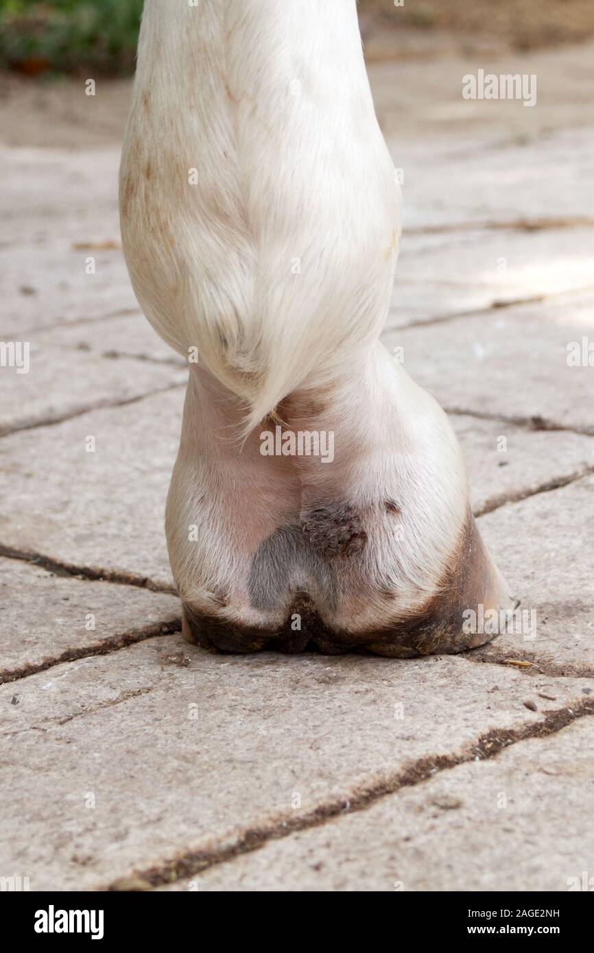 Horse mud fever hi-res stock photography and images - Alamy