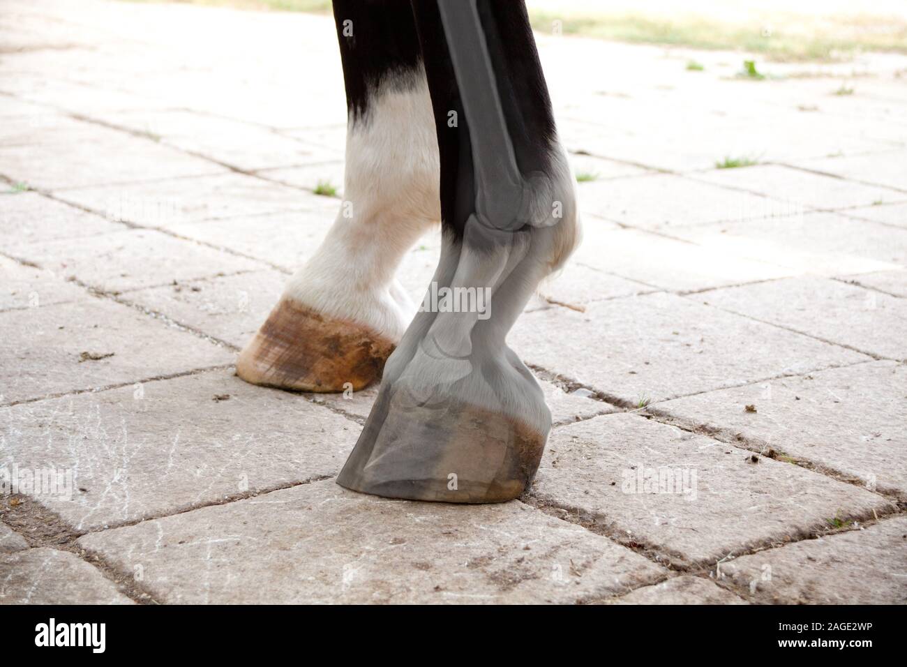 horse Radiography of leg and hoof by medical check of vetenarian Stock ...