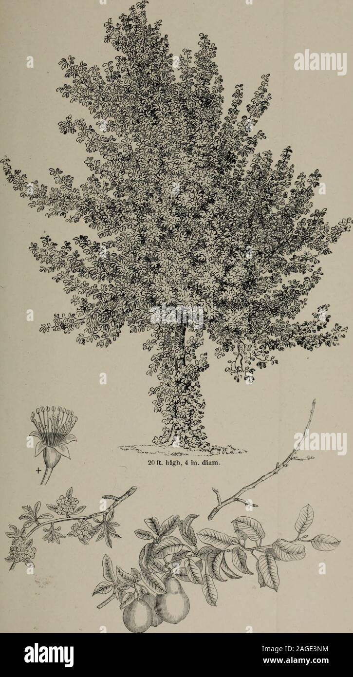 Glout High Resolution Stock Photography and Images - Alamy