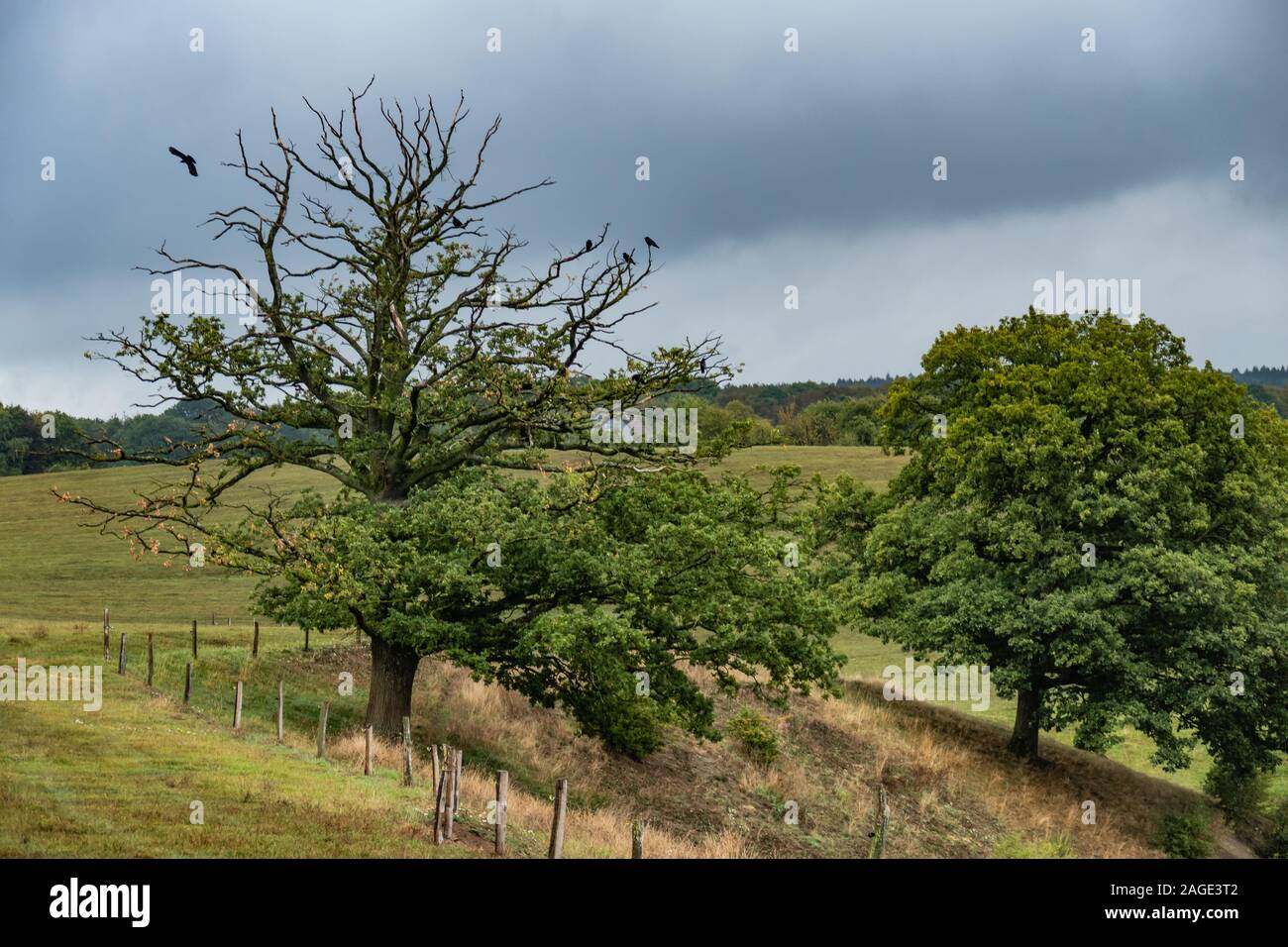 Rolling landscape with trees and birds in the tree tops of an old oak ...