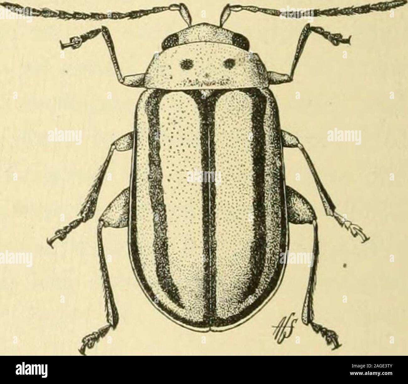 Yellow striped flea beetle hi-res stock photography and images - Alamy