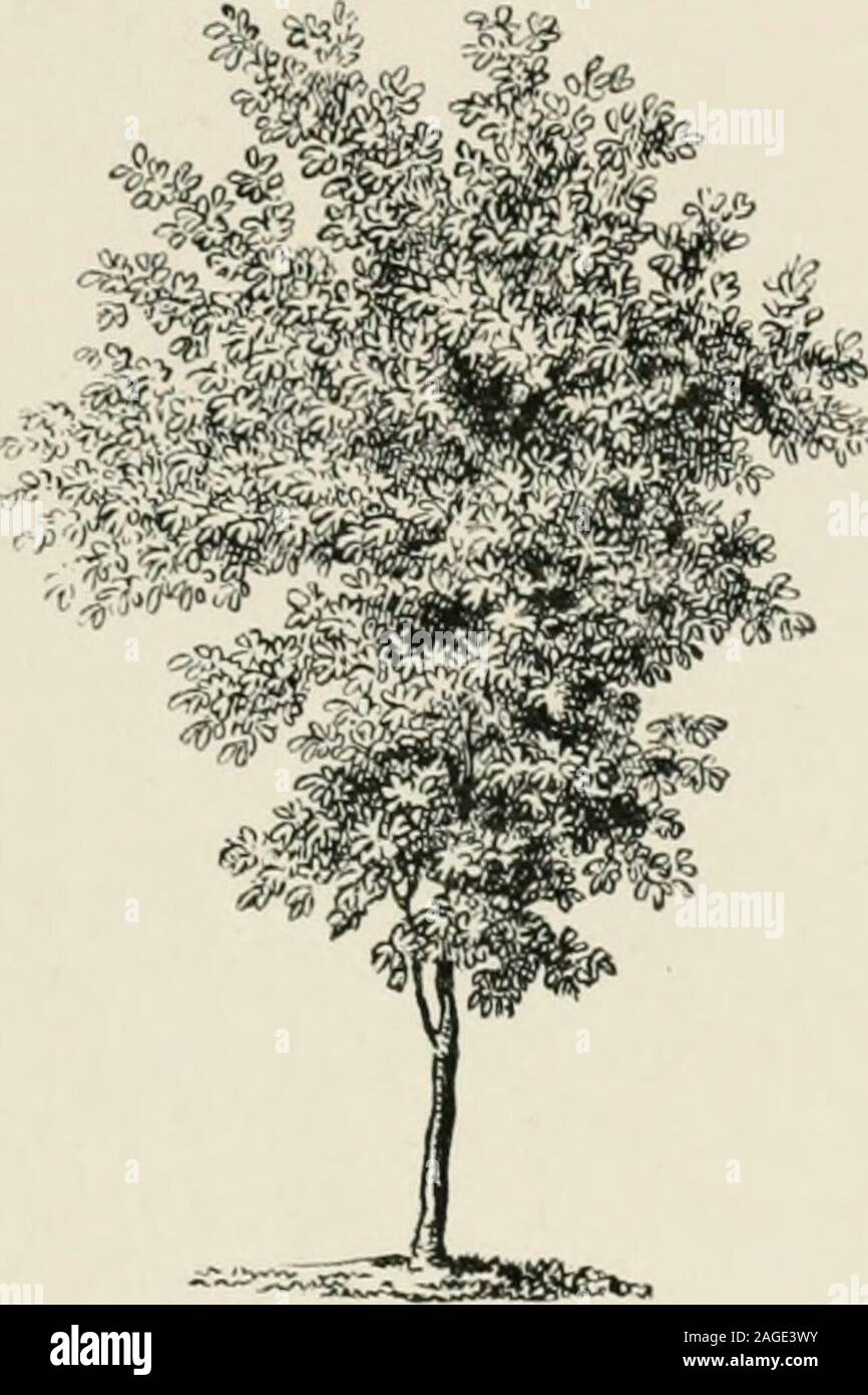 Sassafras historical hi-res stock photography and images - Alamy