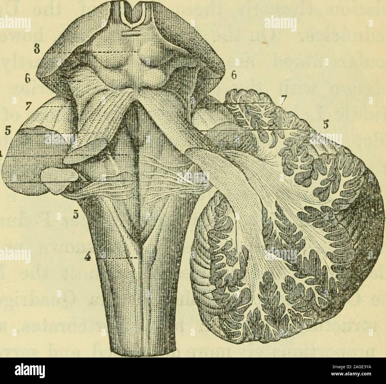 . The brain as an organ of mind. a horizontal section be made through ...