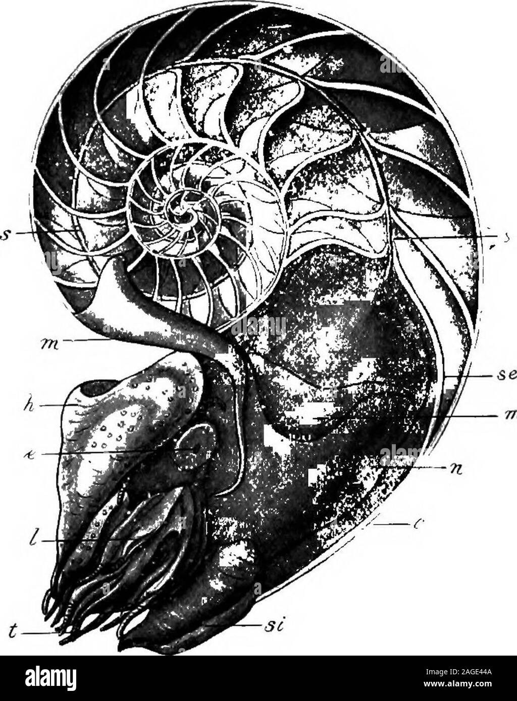 . Outlines of zoology. Fig. 232.—Section of shell ofNautilus.—After ...
