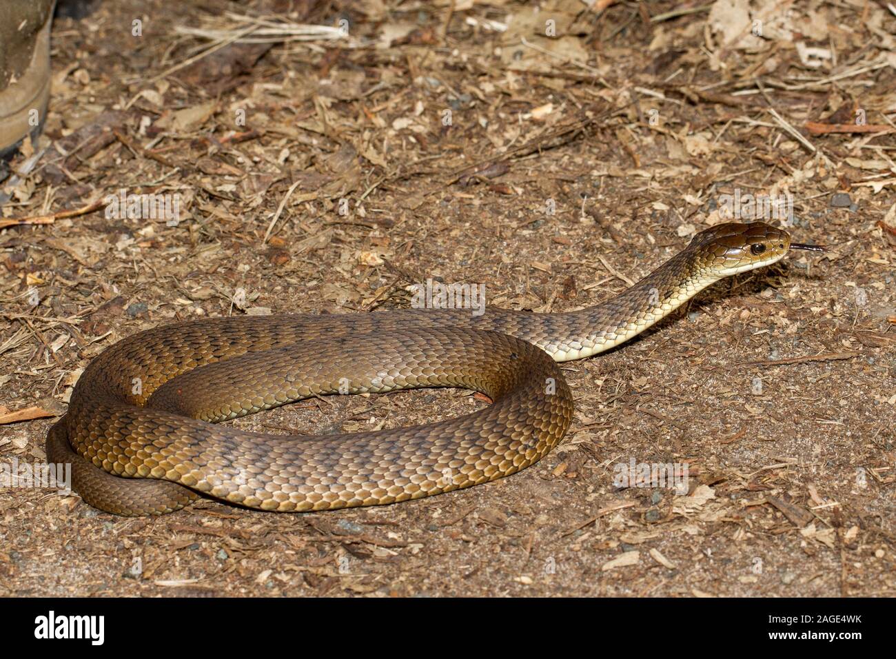 Clarence river snake hi-res stock photography and images - Alamy