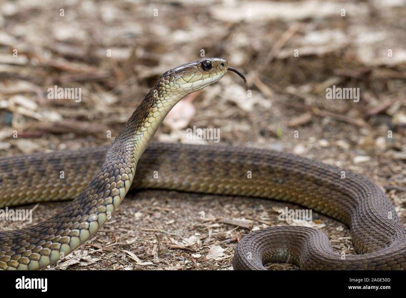 Rough-scaled Snake or Clarence River Snake Stock Photo - Alamy