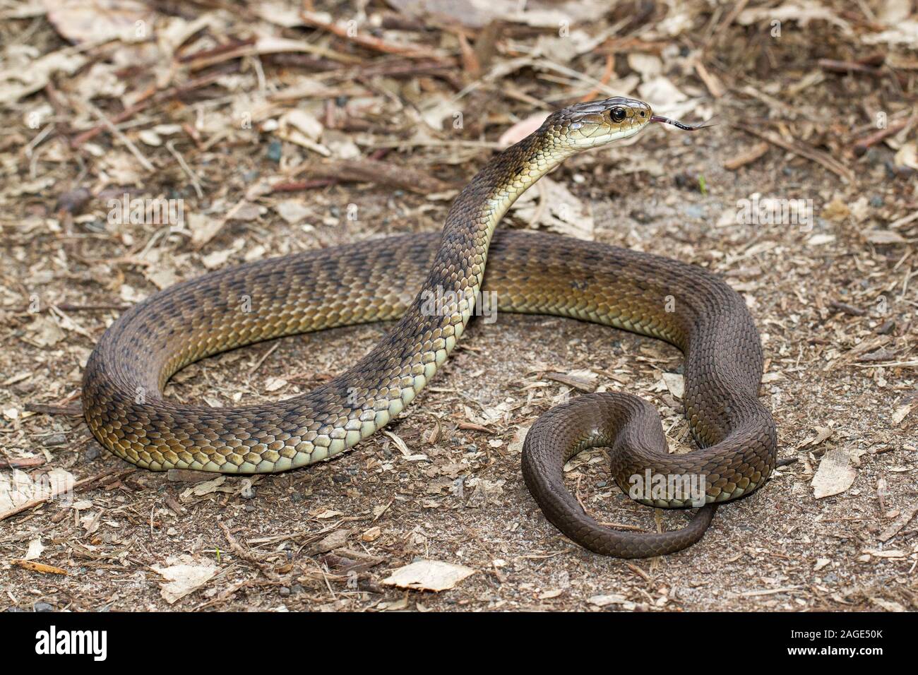 Rough-scaled Snake or Clarence River Snake Stock Photo - Alamy