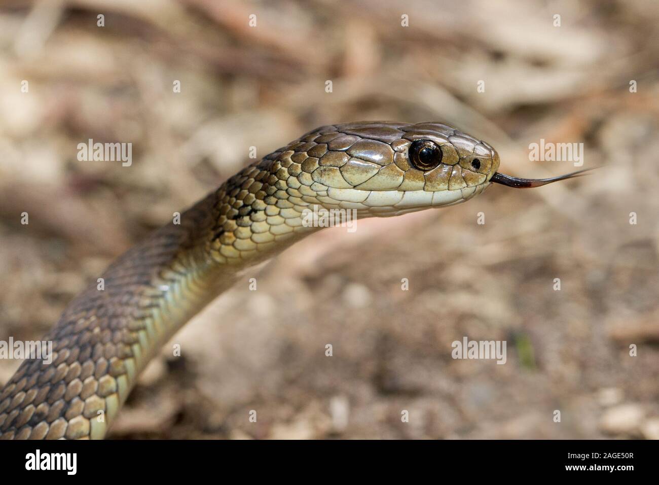 Rough-scaled Snake or Clarence River Snake Stock Photo - Alamy