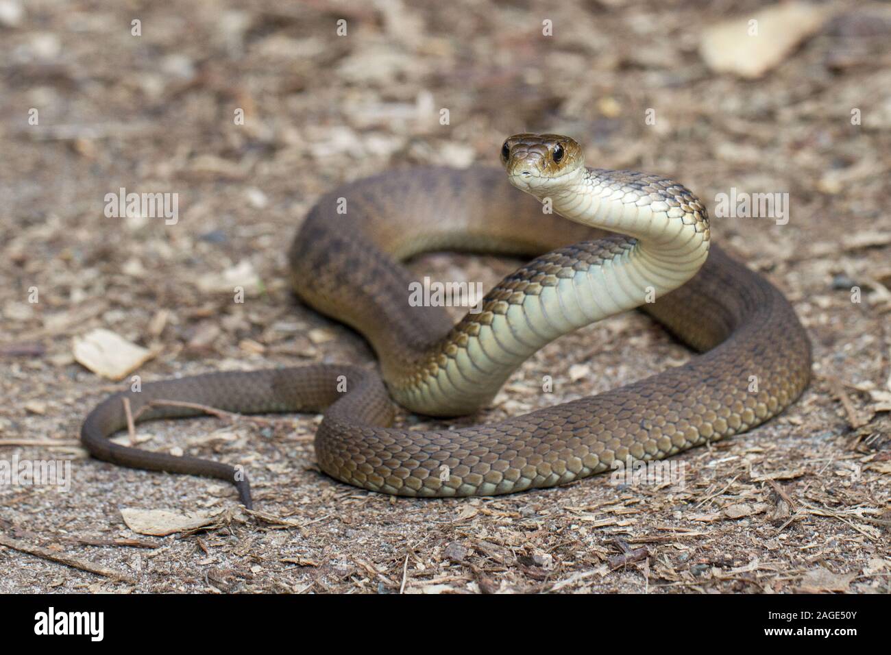 Rough-scaled Snake or Clarence River Snake Stock Photo - Alamy