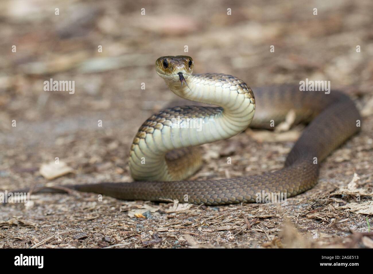 Rough-scaled Snake or Clarence River Snake Stock Photo - Alamy