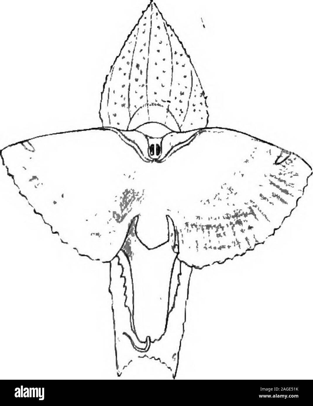 Periwinkle shells Black and White Stock Photos & Images - Alamy