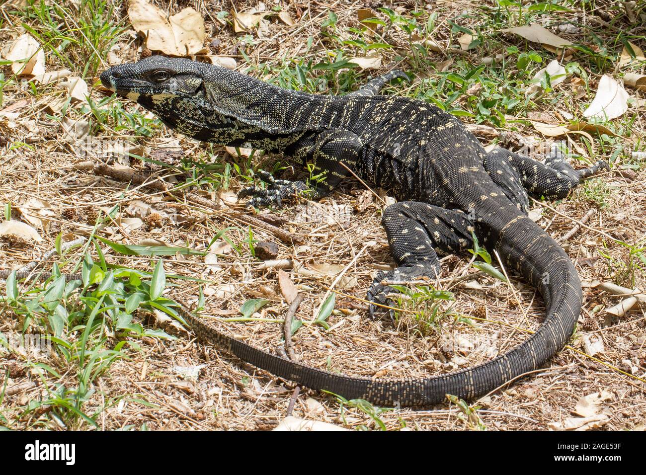 Lace Monitor or Tree Goanna Stock Photo - Alamy