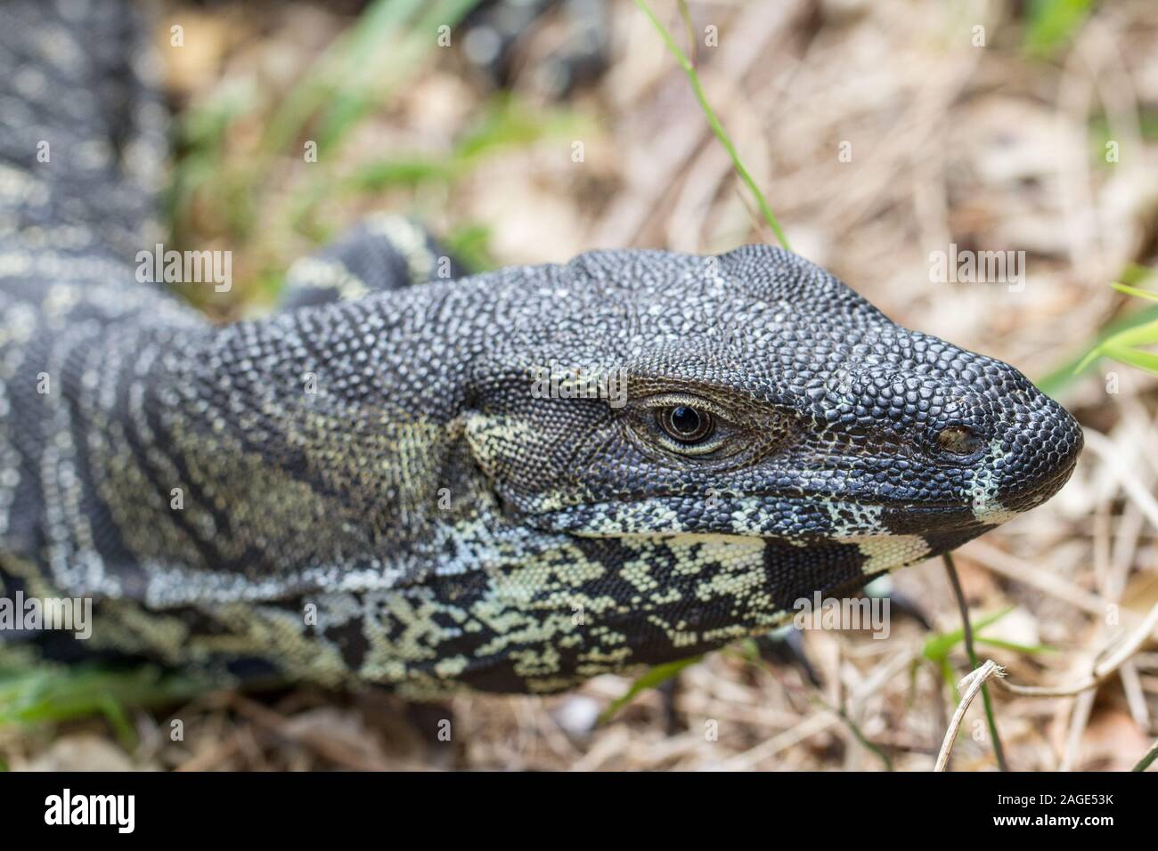 Lace Monitor or Tree Goanna Stock Photo - Alamy