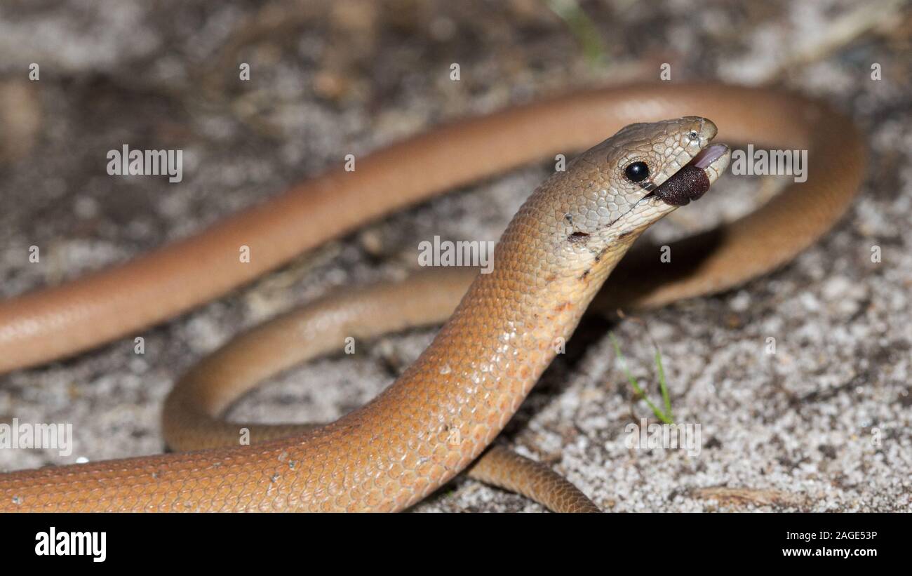 Common Scaly-foot Legless Lizard licking eye Stock Photo - Alamy
