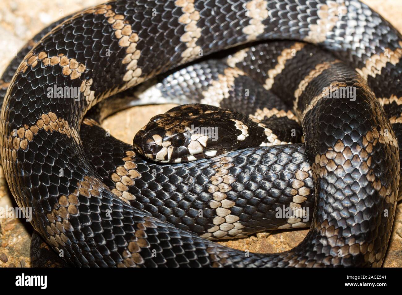 Banded snake hi-res stock photography and images - Alamy