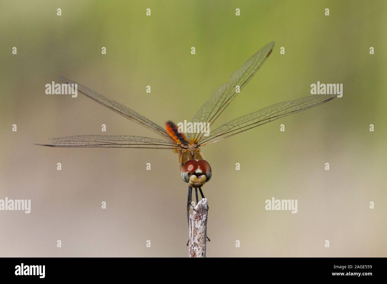 Dragonfly resting on upright stick Stock Photo - Alamy
