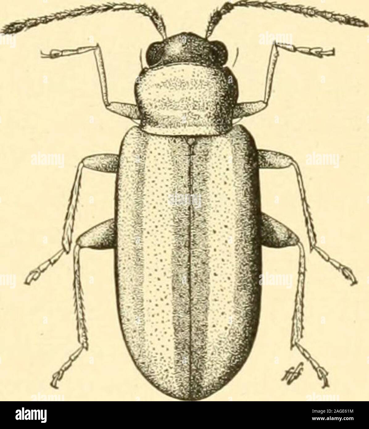 Striped flea beetle hi-res stock photography and images - Alamy