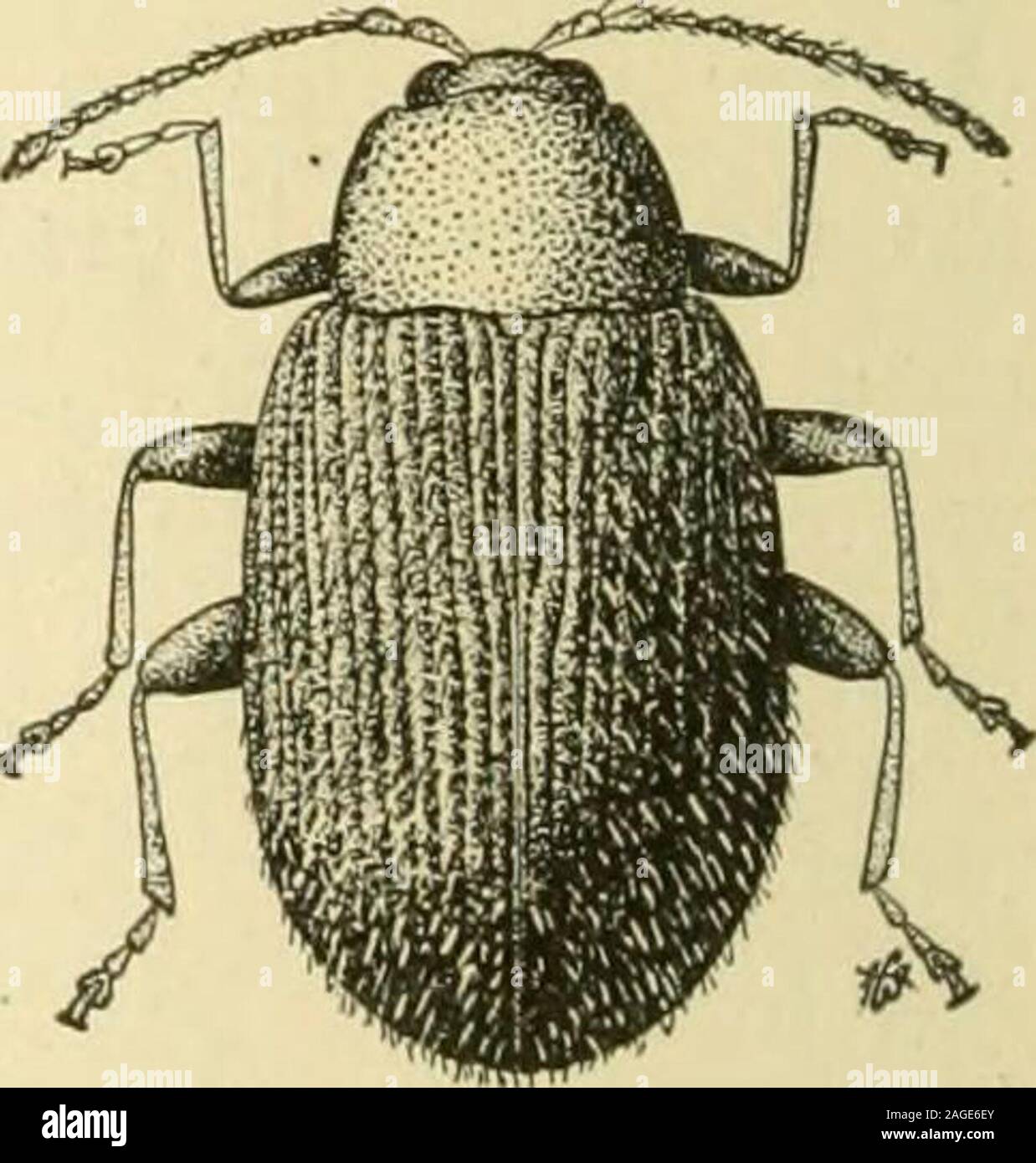 . Manual of vegetable-garden insects. Fio. 19S. — The tobaccoflea ...