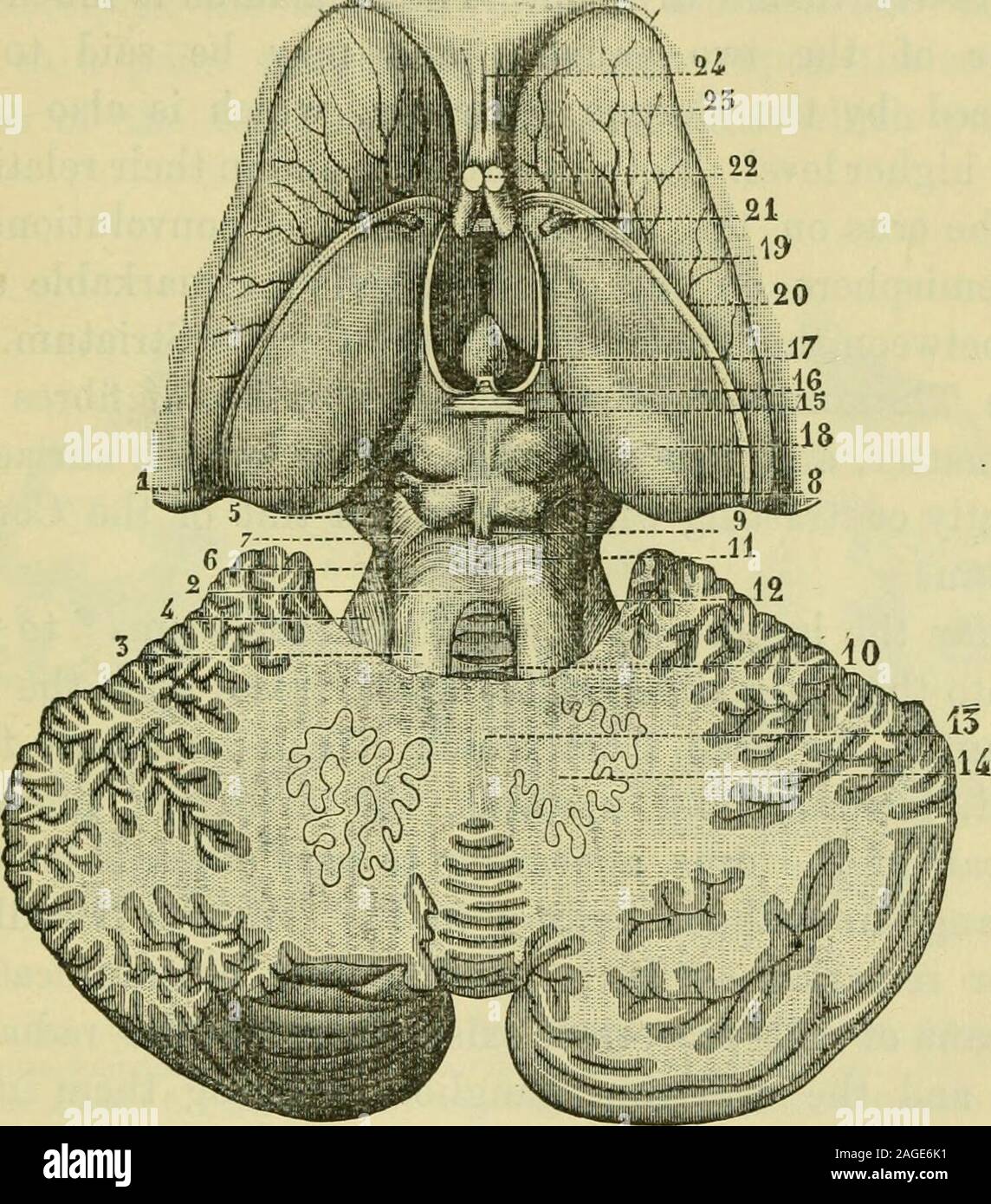 . The brain as an organ of mind. ility, are fibreswhich suffice to ...